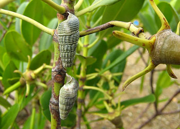 蟹守螺总科 Cerithiacea 蓝色动物学（中国动物学科普）